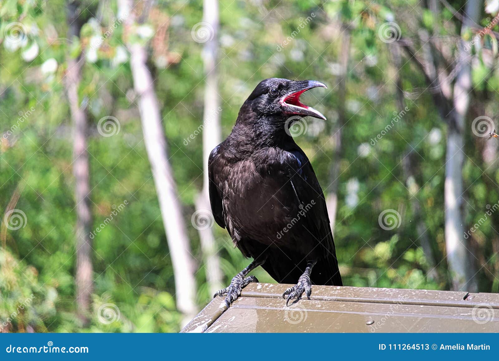 A Raven Perched on a Garbage Container Catching Flies Stock Image ...