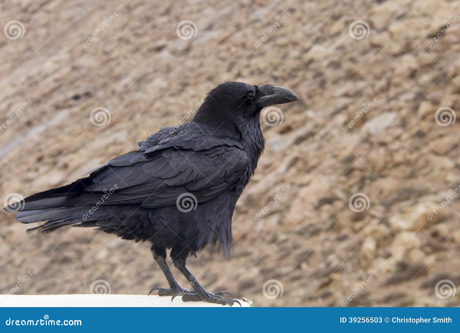 Raven stock image. Image of migrant, animal, curved, crow - 39256503
