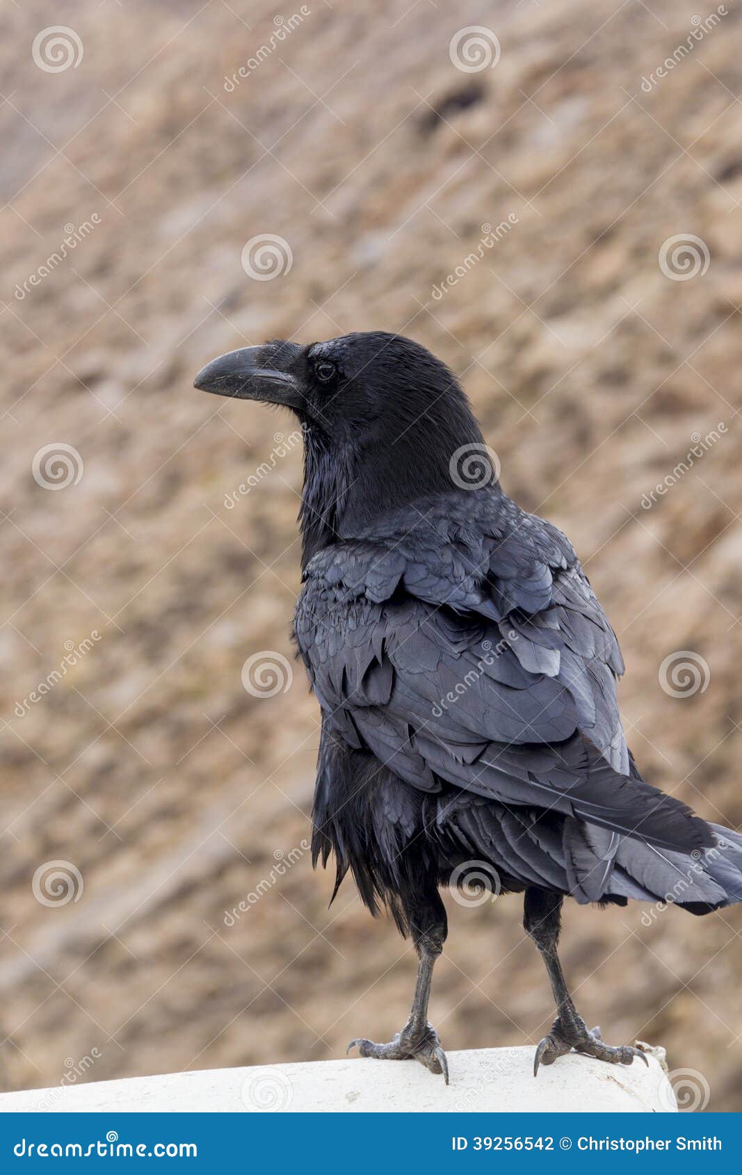 Raven stock photo. Image of birdwatching, crow, curved - 39256542