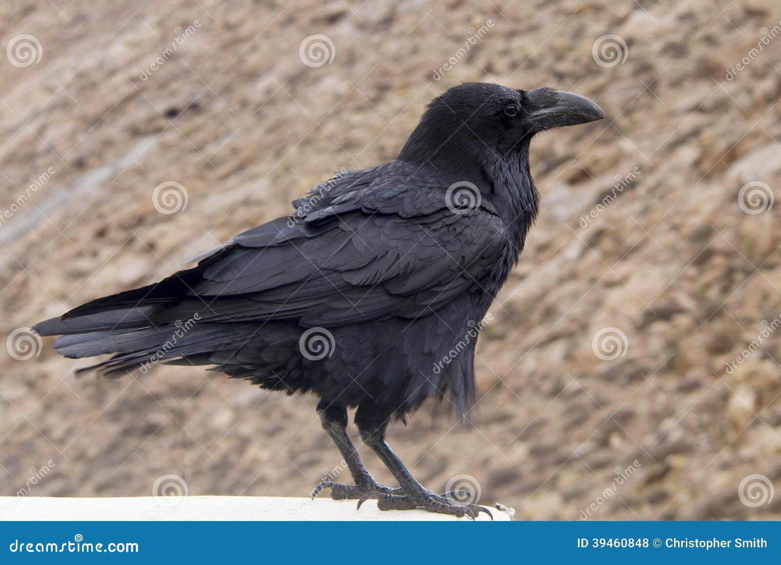 Raven stock photo. Image of perched, outdoor, migrant - 39460848