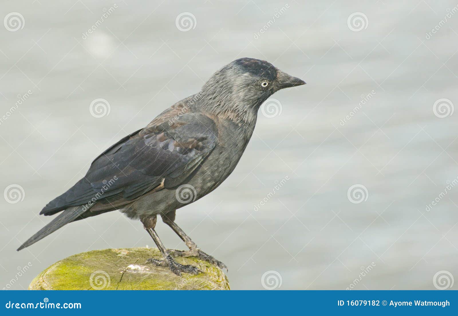 Raven perched on a post. stock photo. Image of nature - 16079182