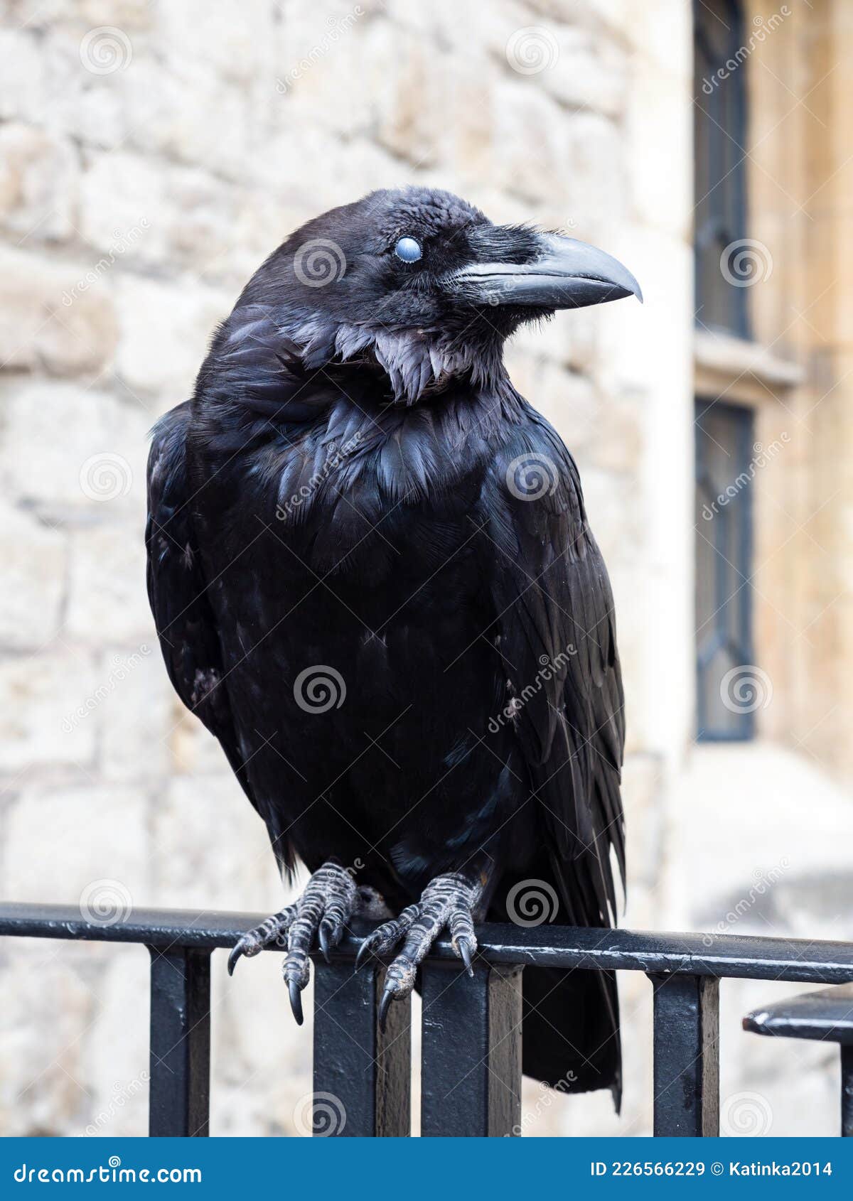 Raven Perched on a Railing at the Tower of London Stock Image - Image ...