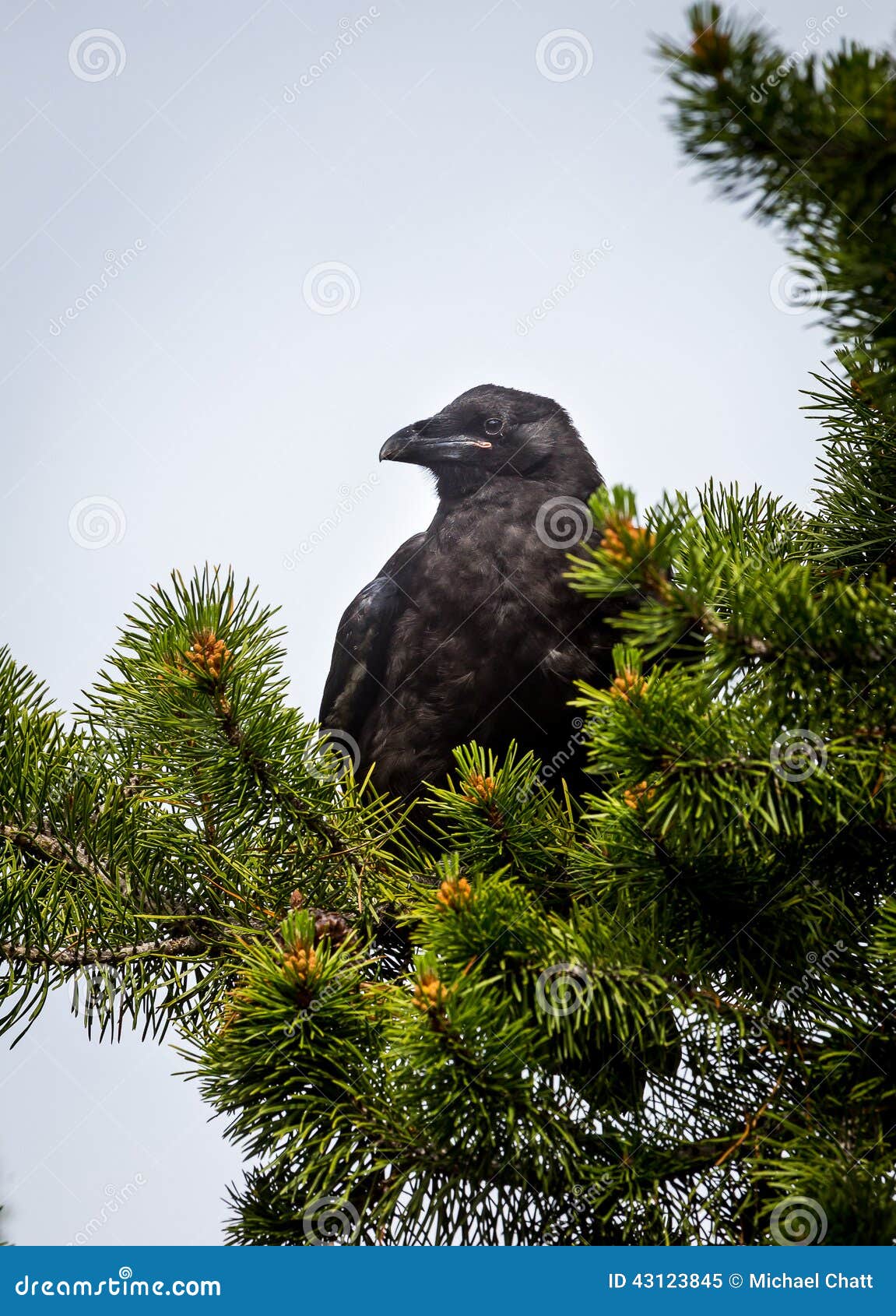 Raven stock image. Image of tree, perching, beak, halloween - 43123845