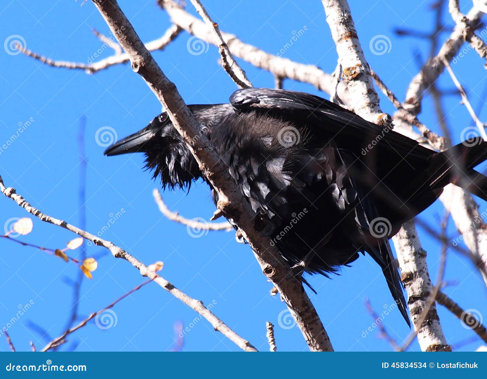 Raven Perched in Tree stock photo. Image of plumage, nature - 45834534