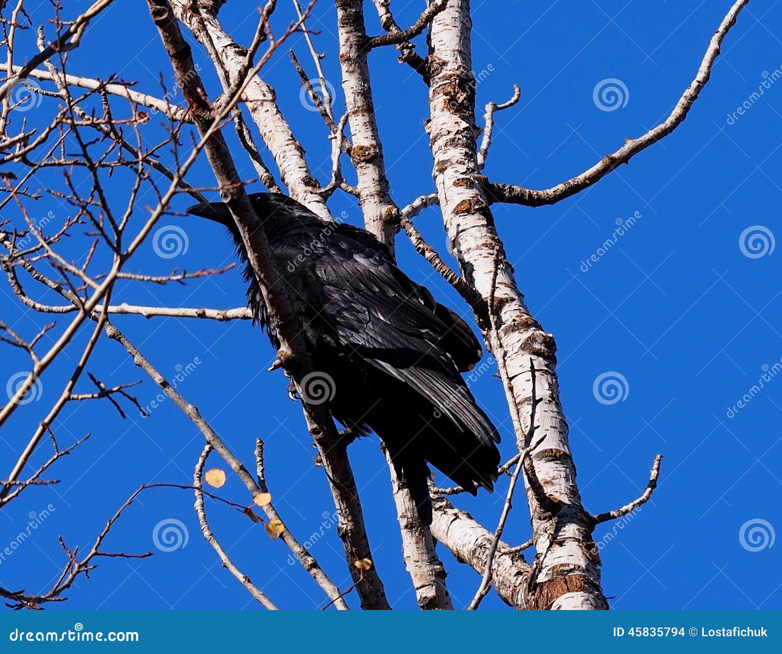 Raven Perched in Tree stock photo. Image of tree, bird - 45835794