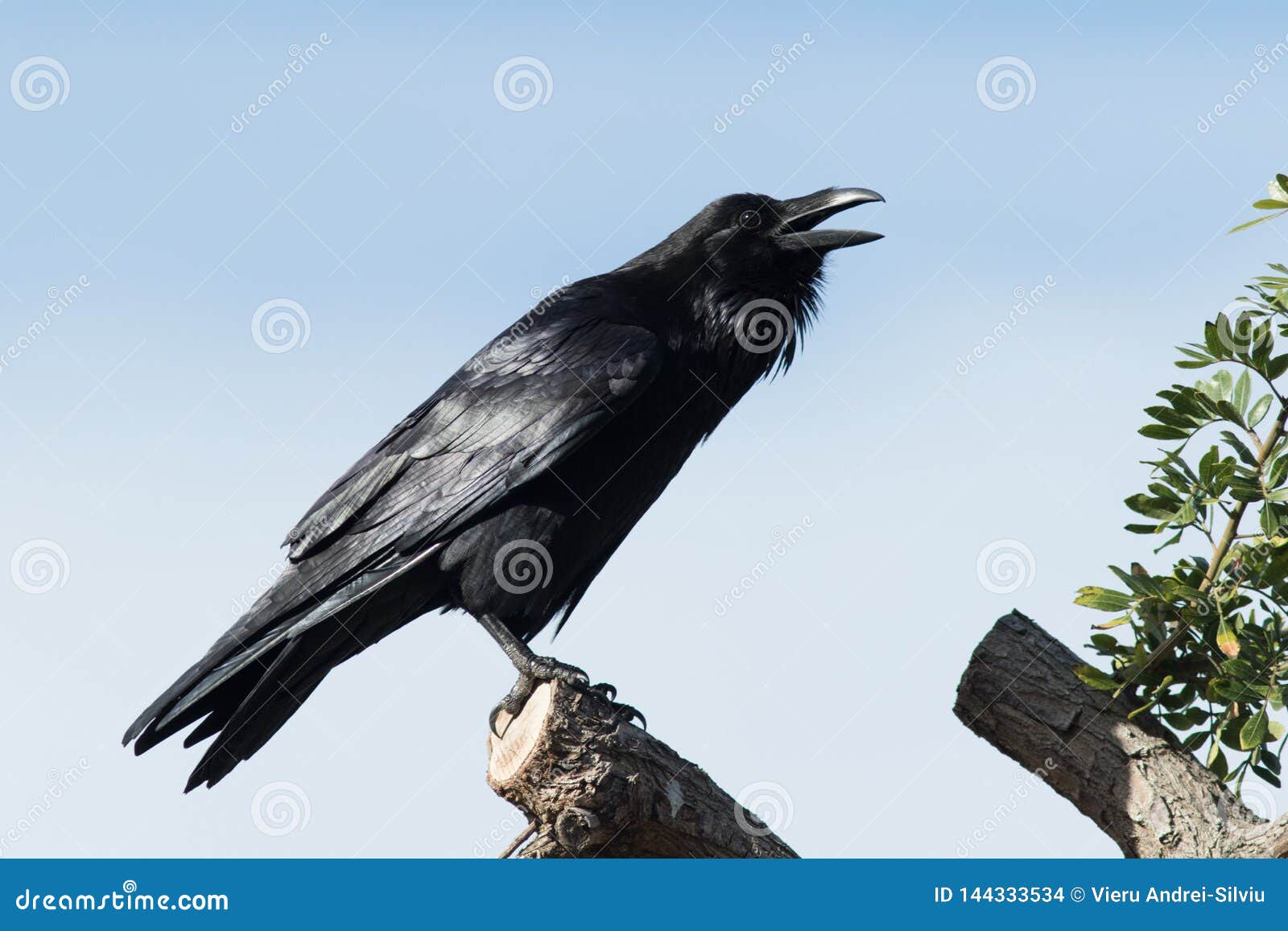 Raven Perched Up High in a Tree Calling for Territory Establishment ...