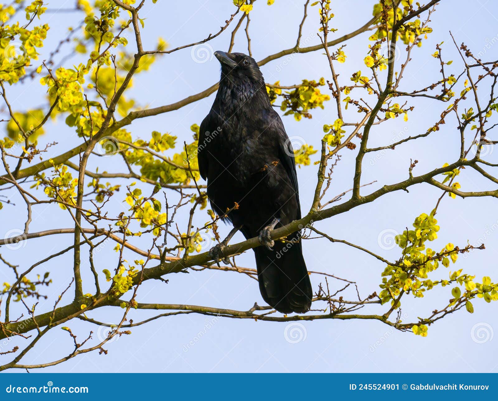 Raven Perching on the Blooming Tree Branches Stock Image - Image of ...