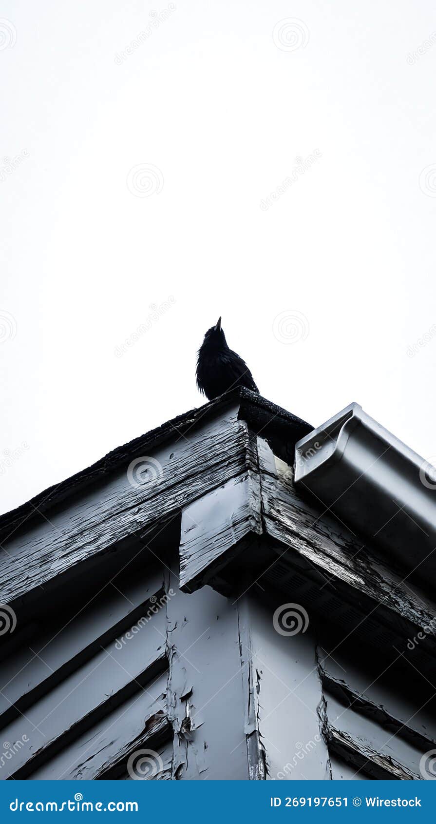 Raven Perching on Building Roof Stock Image - Image of bird, perching ...