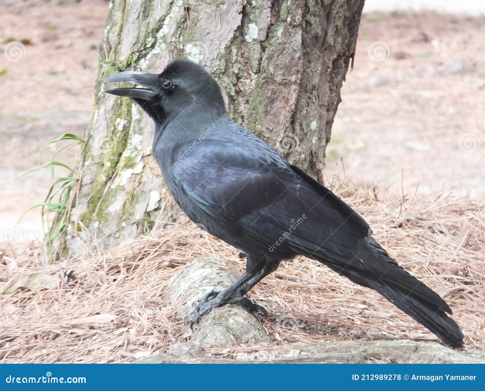 Raven Perching on the Ground by a Tree Stock Photo - Image of raven ...