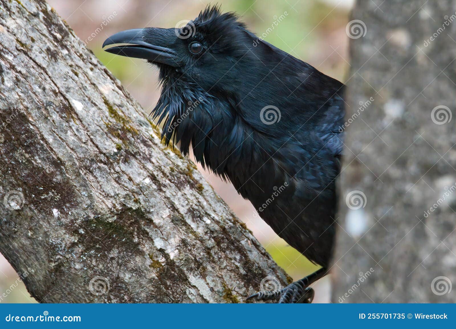 Raven Perching on a Tree Looking for Prey Stock Image - Image of avian ...