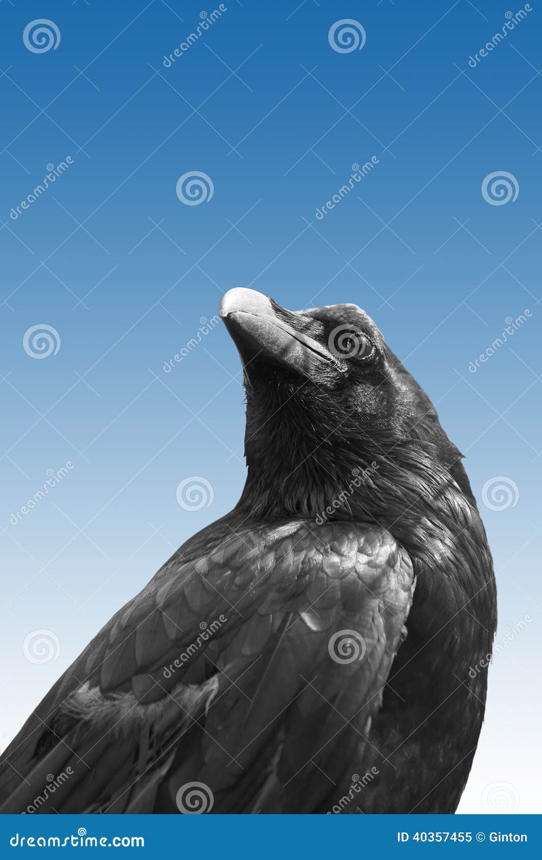 Raven stock image. Image of feathers, long, alert, plumage - 40357455