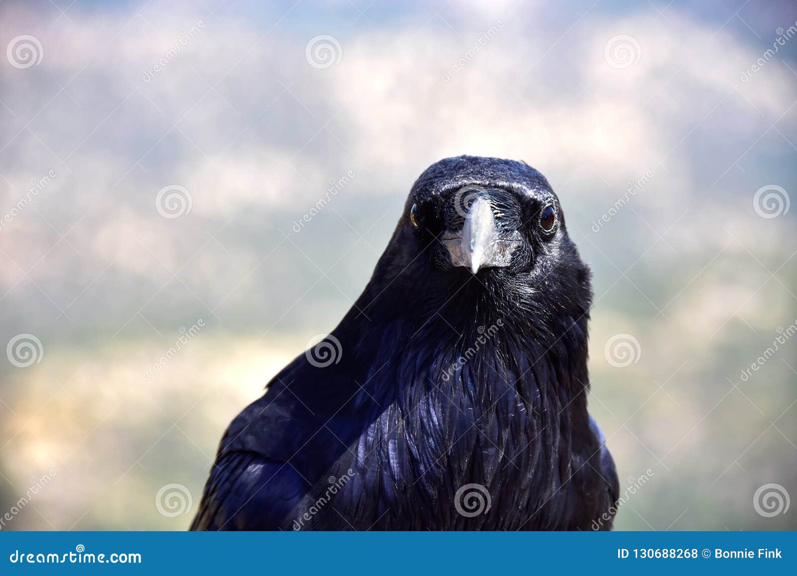 Portrait of a Raven stock photo. Image of animal, beak - 130688268