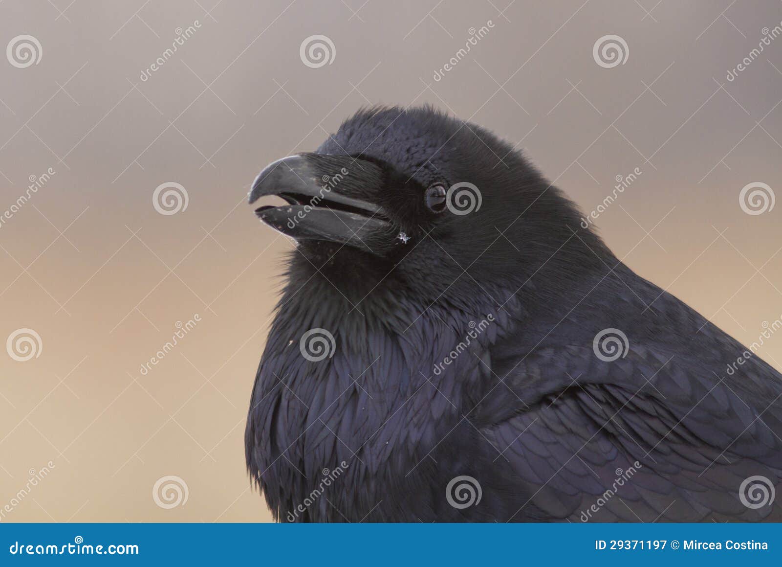 Raven portrait stock image. Image of cape, fantasy, detaills - 29371197