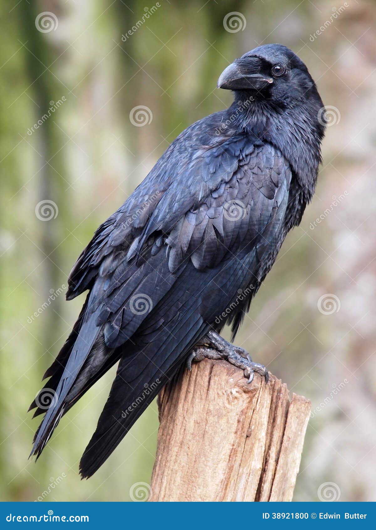 Raven stock photo. Image of allan, common, flight, mountain - 38921800