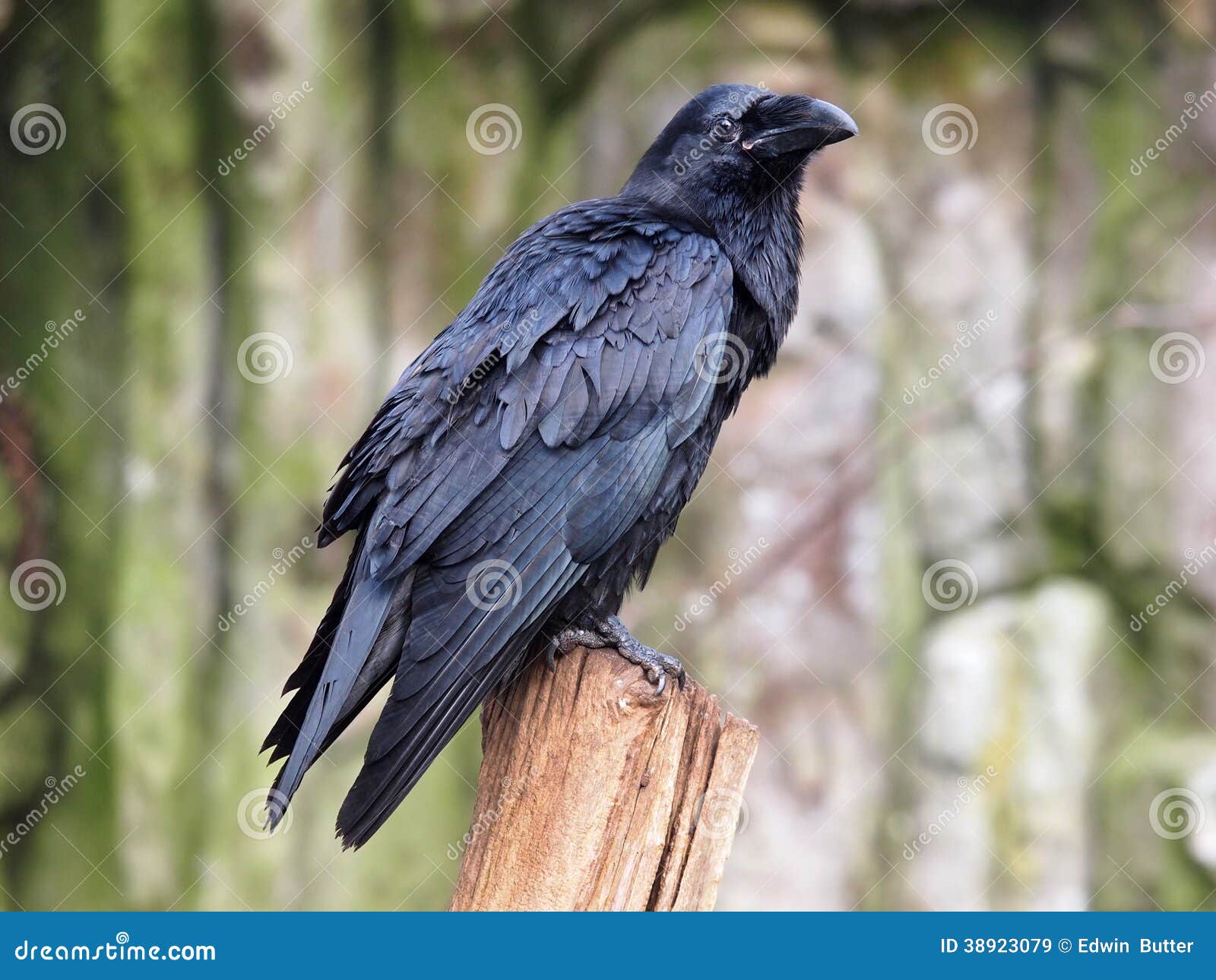 Raven stock image. Image of animal, corvus, legs, brown - 38923079