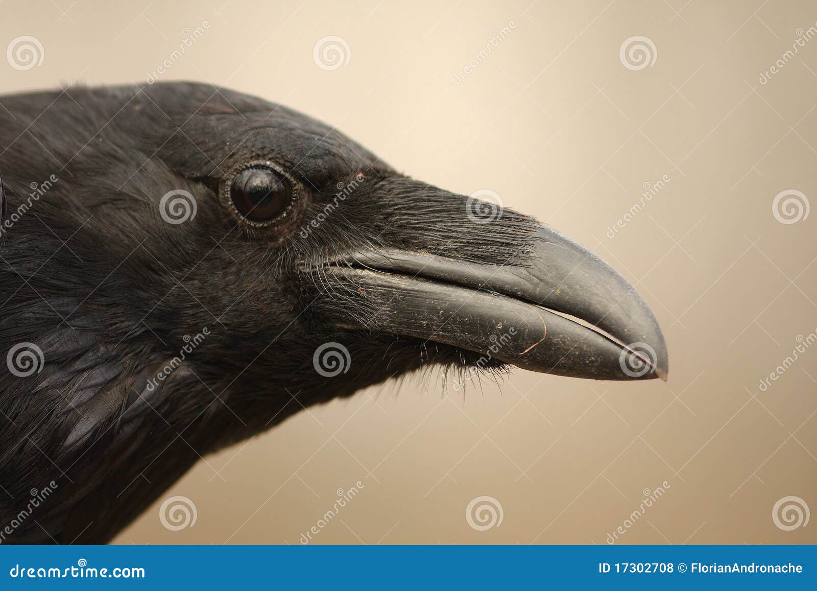 Raven Portrait / Corvus Corax Stock Photo - Image of talon, post: 17302708