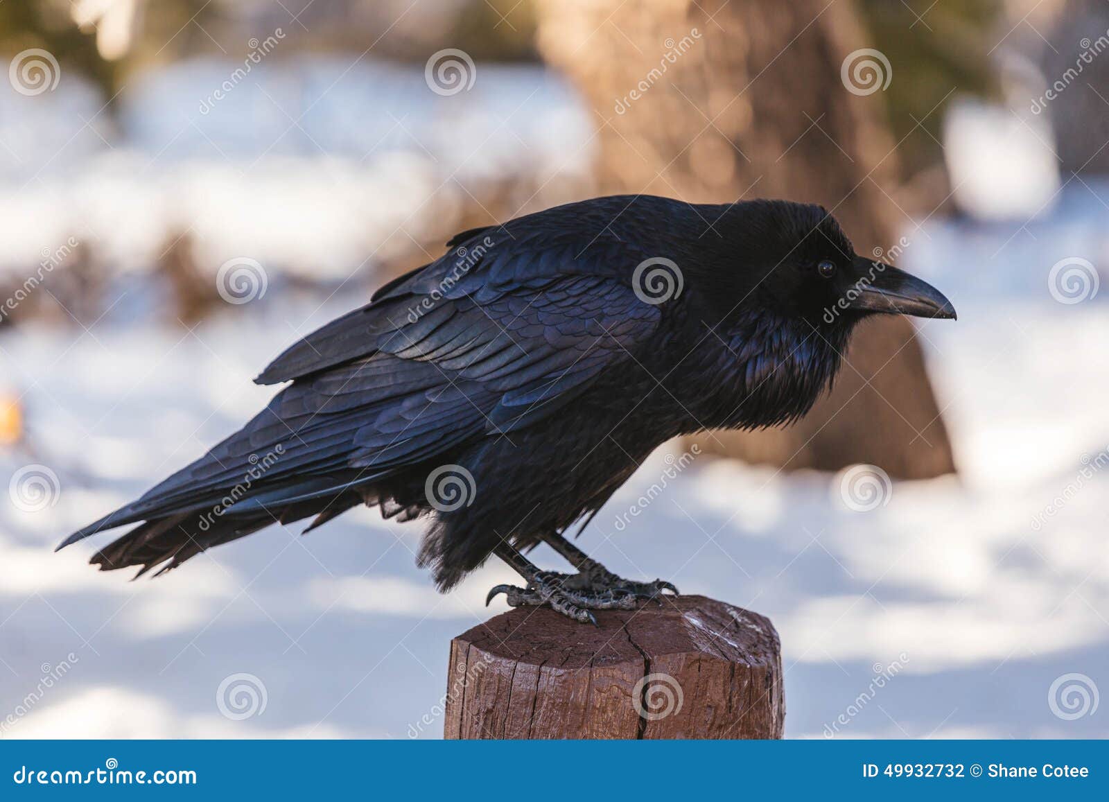 Raven Posing in Winter Scene Stock Photo - Image of posing, scene: 49932732