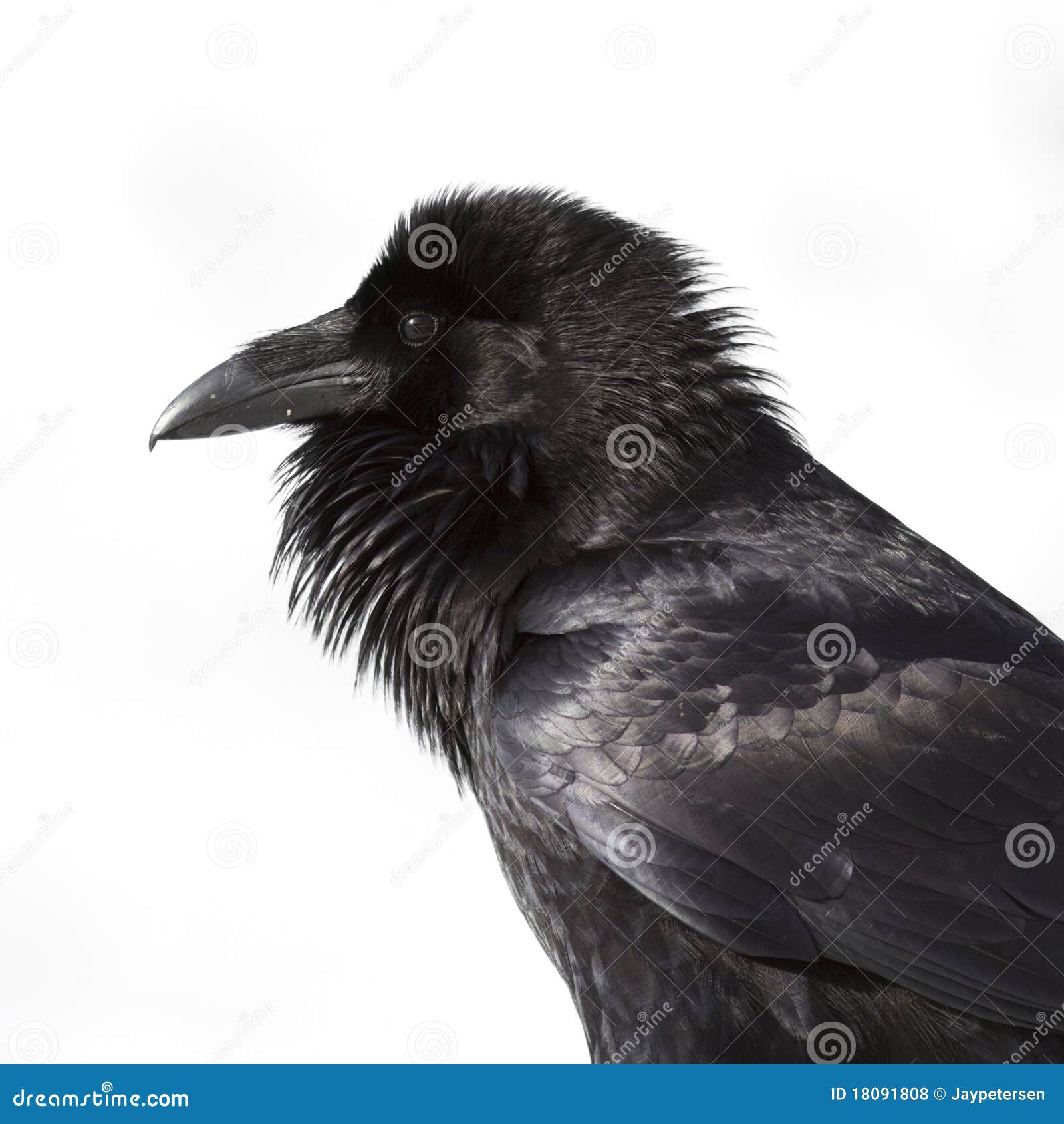 Raven In Profile, Grand Canyon National Park Royalty-Free Stock Image ...