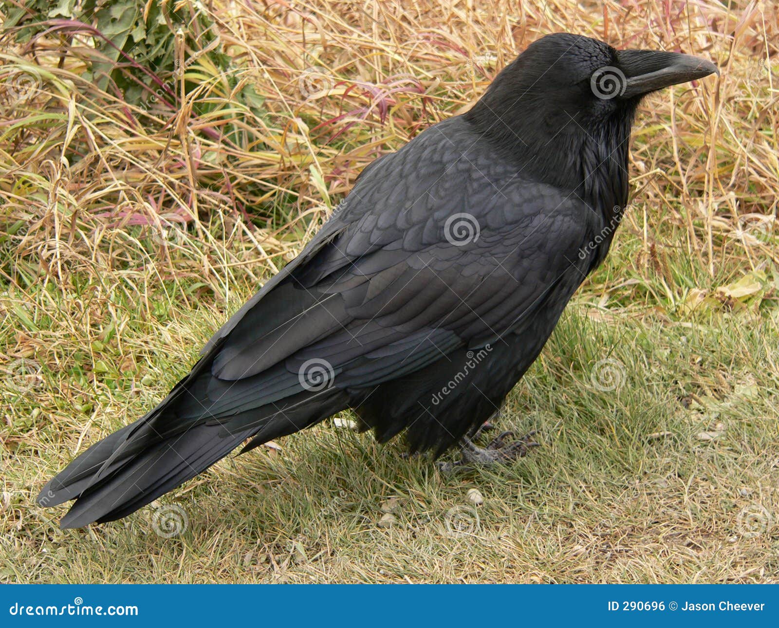 Raven In Profile, Grand Canyon National Park Royalty-Free Stock Image ...