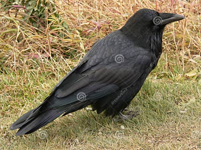 Raven Profile stock photo. Image of banff, gawk, look, national - 290696