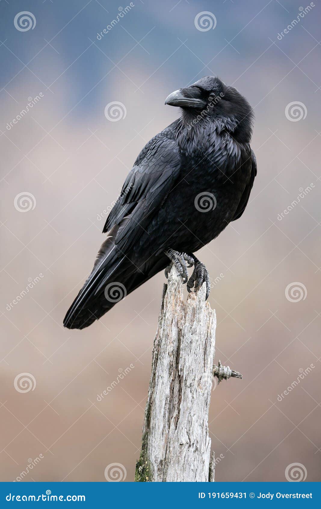 Raven Perched on Dead Tree stock image. Image of wild - 191659431
