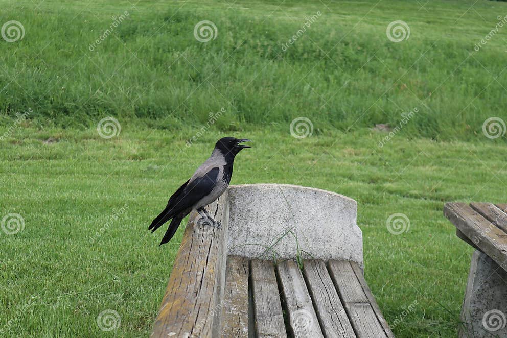Raven on rest stock photo. Image of raven, backrest - 118834350