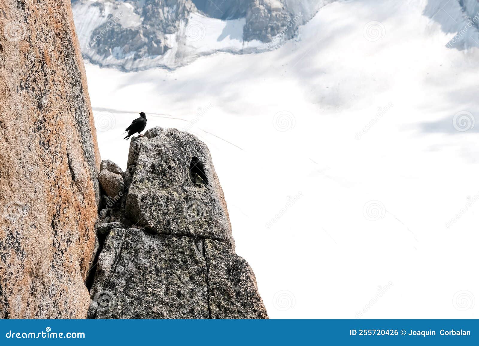 A Raven Resting on a Rock in an Alpine Mountain Stock Photo - Image of ...