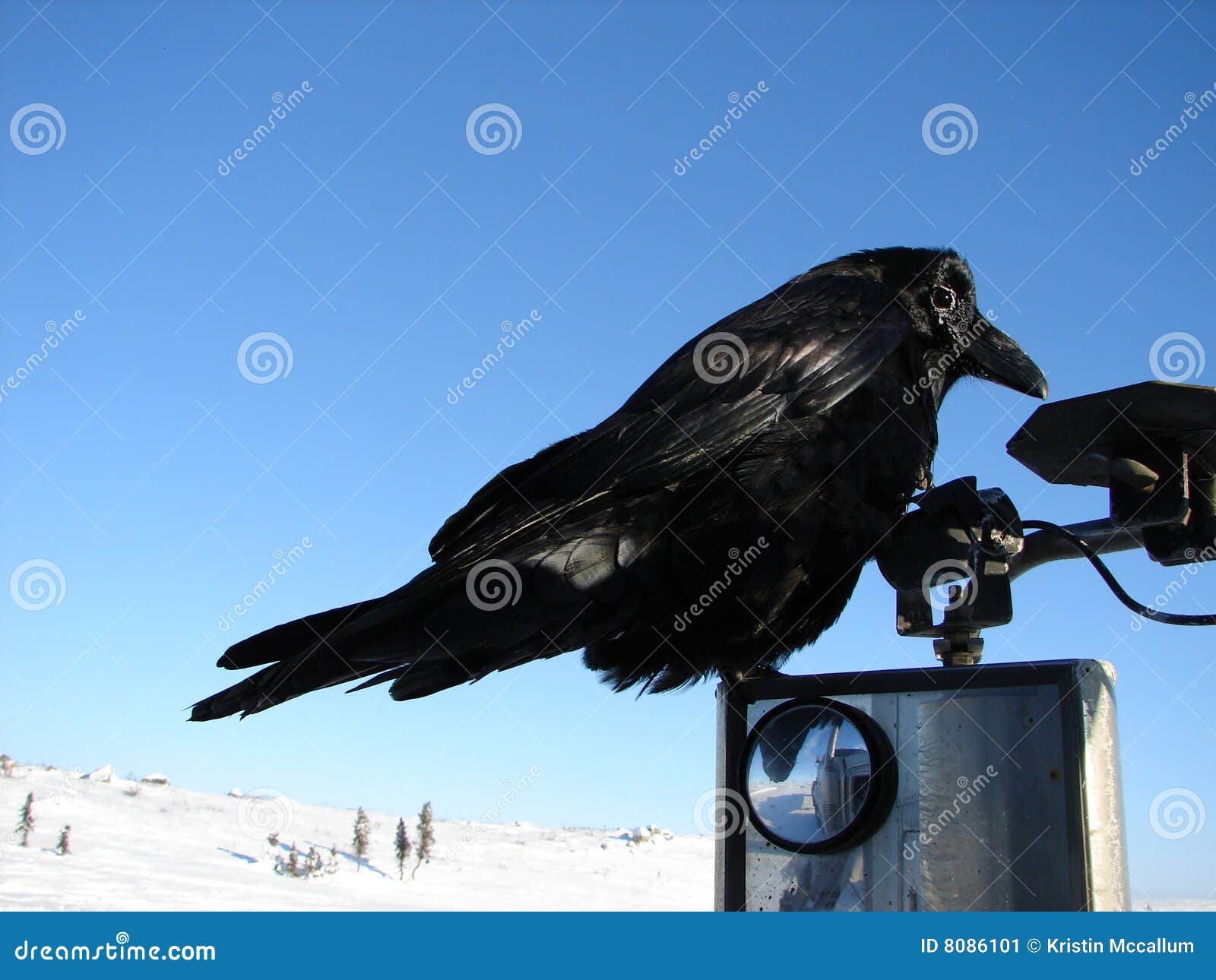 Raven Riding on Truck Mirror Stock Image - Image of truck, conwoyto ...