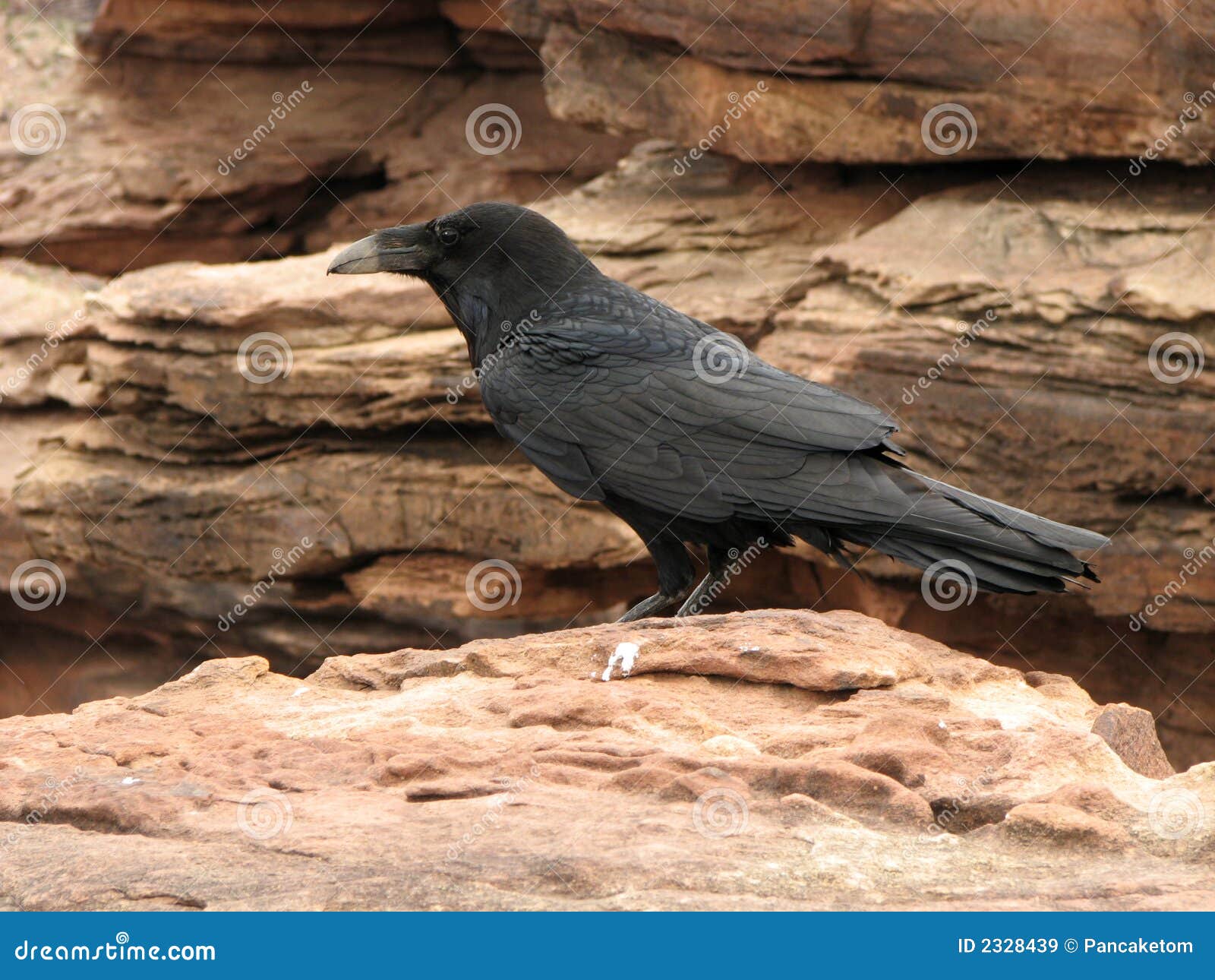 Raven on rock stock image. Image of avian, black, raven - 2328439