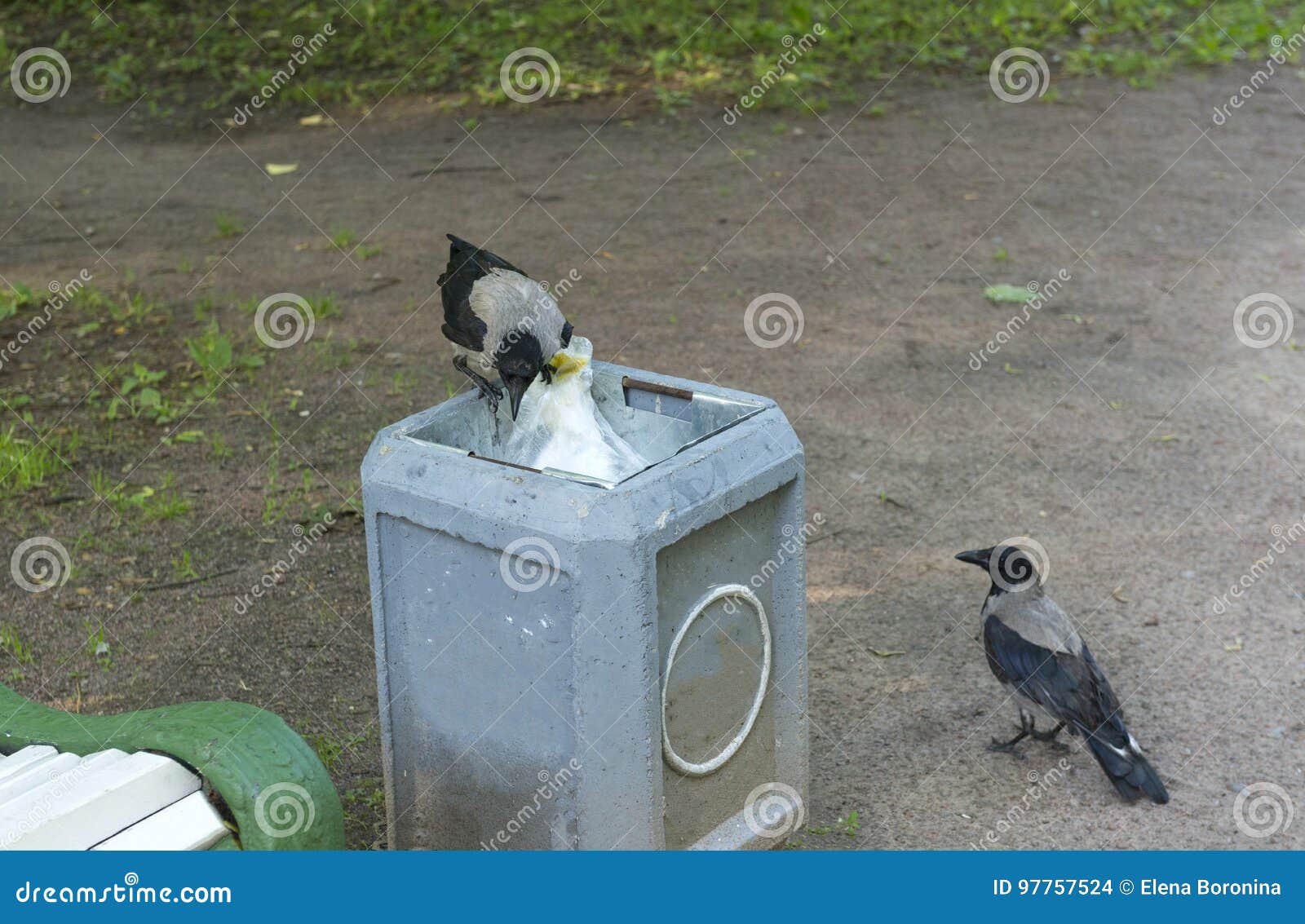 Raven Rummages in a Garbage Urn, 2 Crows, Birds Stock Photo - Image of ...