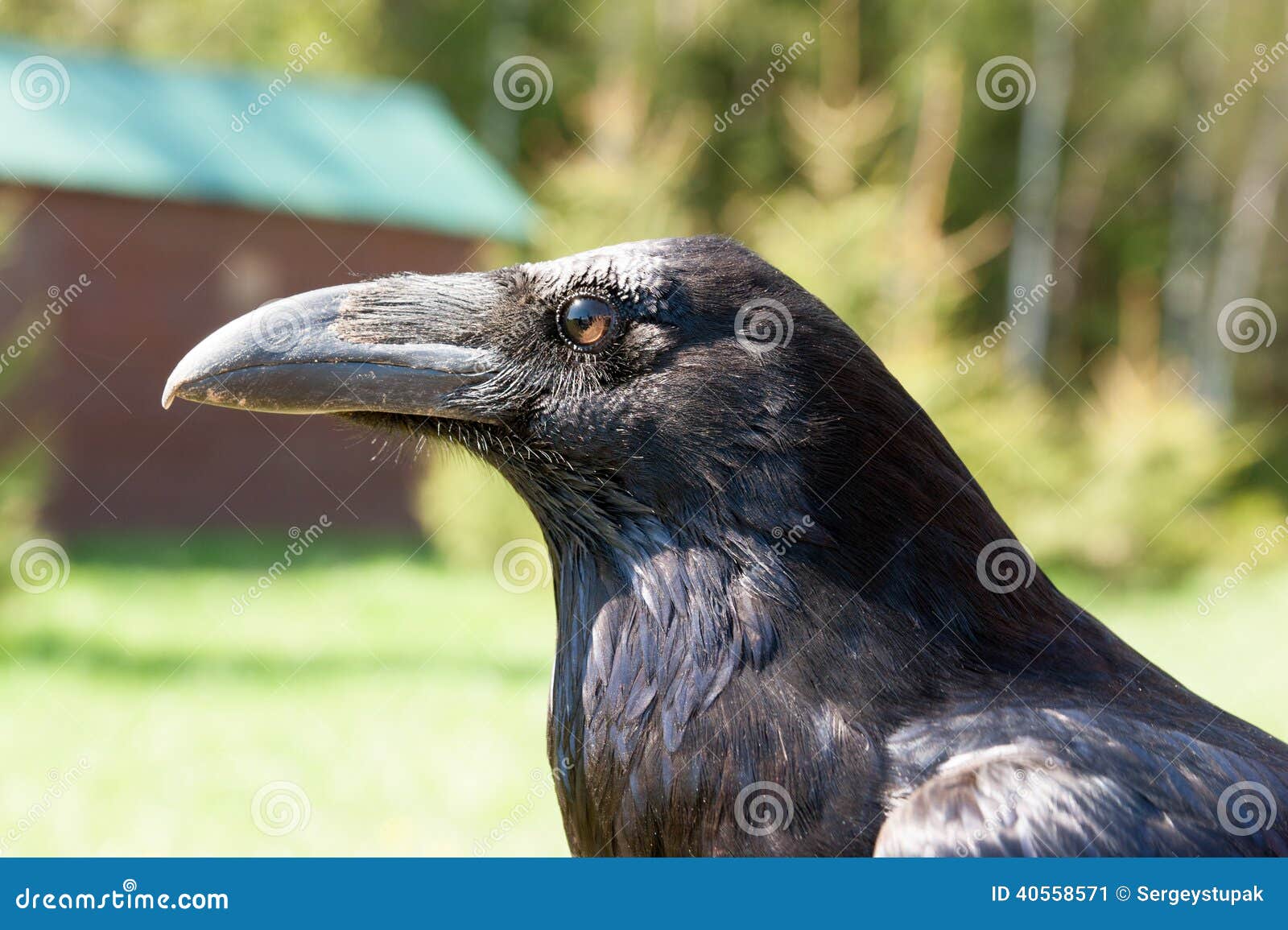 Raven stock image. Image of head, raven, mysterious, green - 40558571