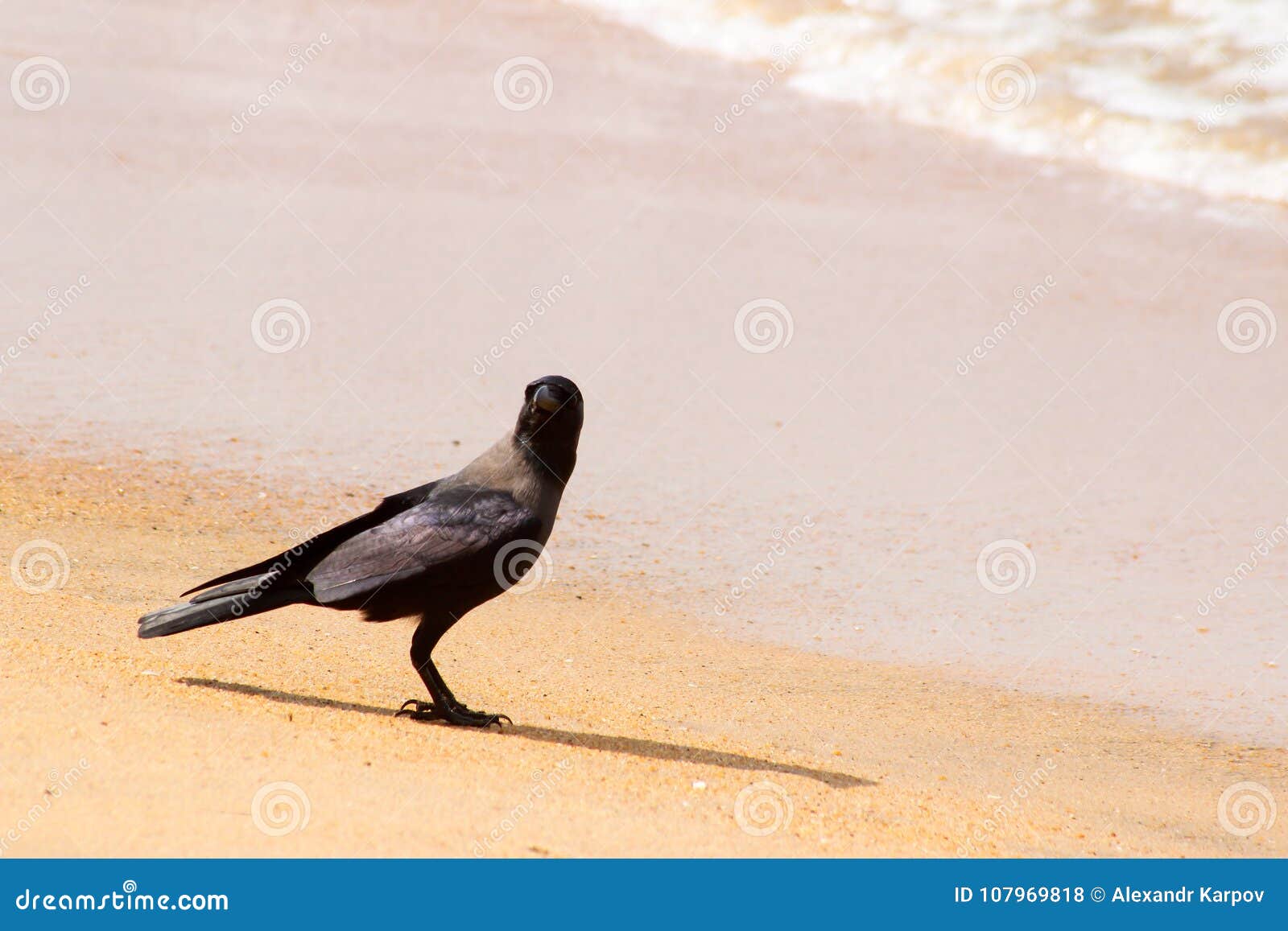 Raven on sand beach stock photo. Image of raven, corone - 107969818