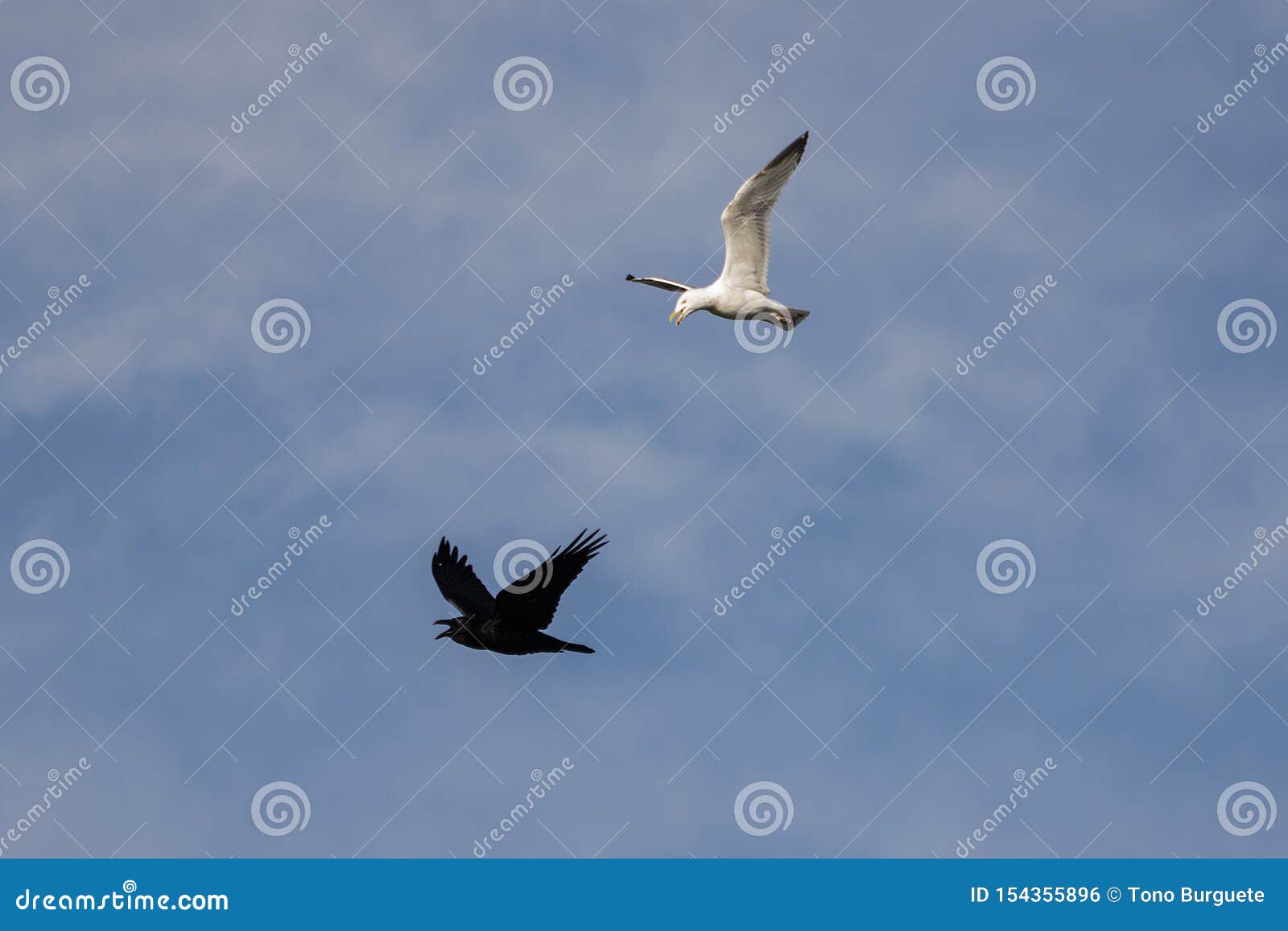 Raven and seagull stock photo. Image of nature, couple - 154355896