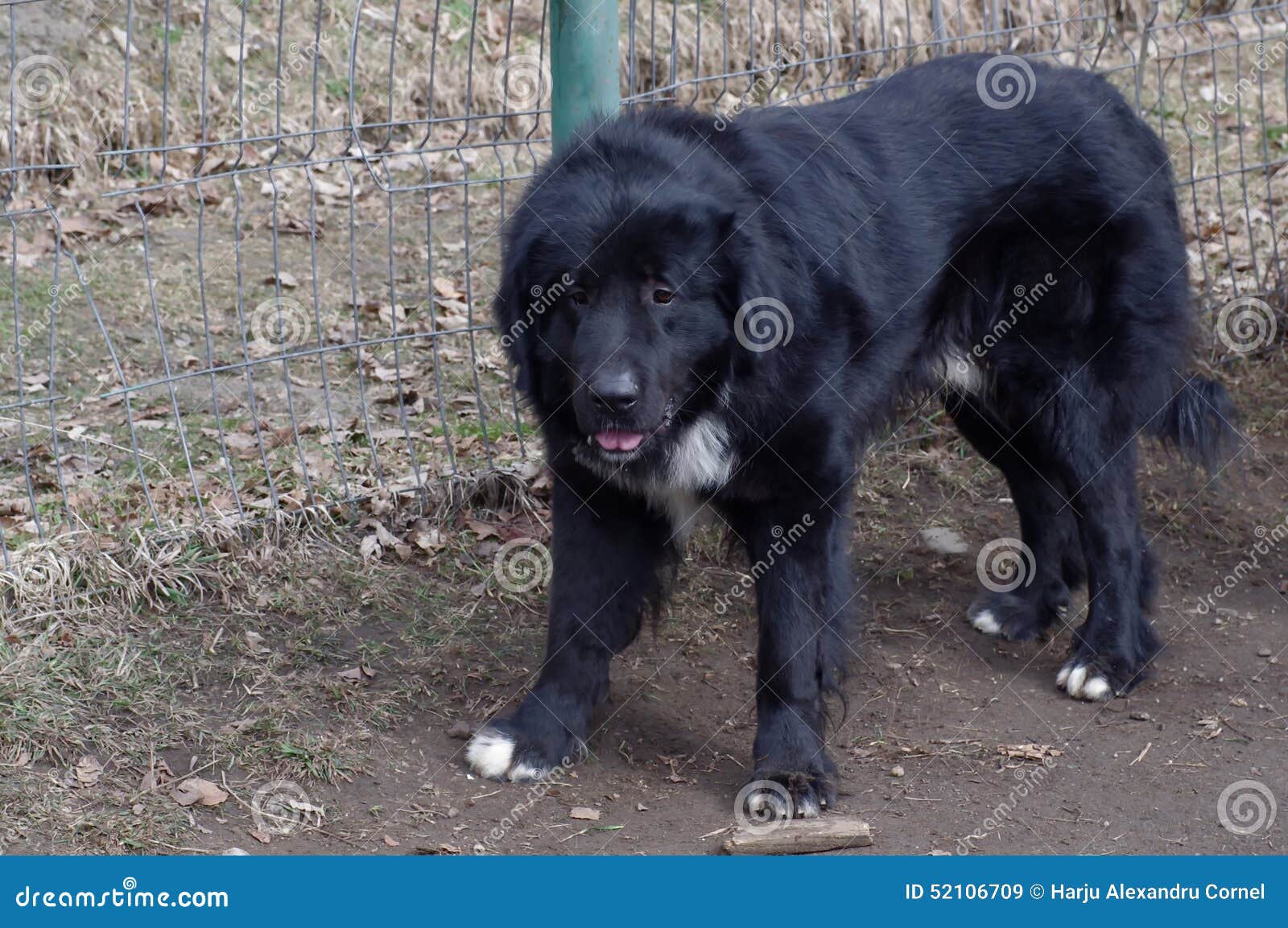 Raven Shepherd Dog immagine stock. Immagine di protezione - 52106709