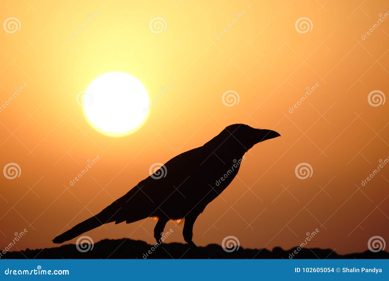 Raven silhouette stock photo. Image of dusk, crow, sunset - 102605054