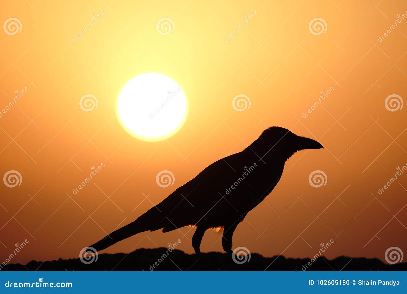 Raven silhouette stock photo. Image of bird, isolated - 102605180