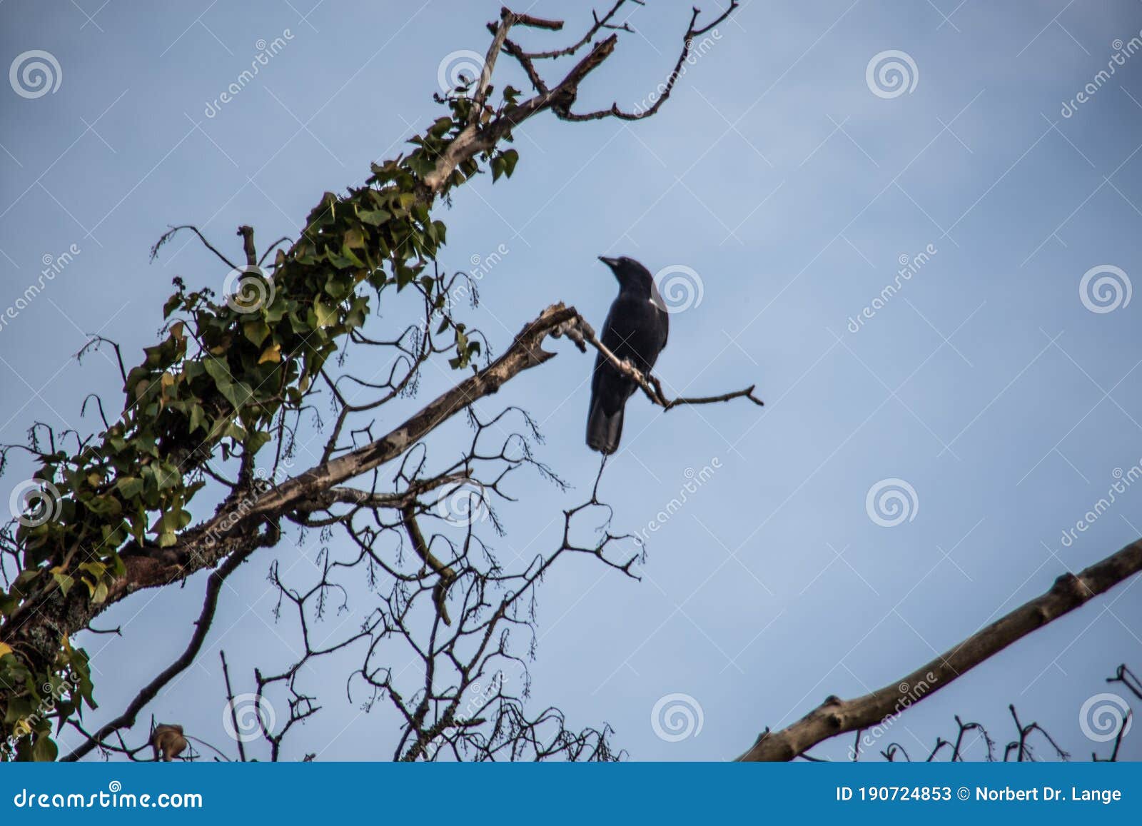 Raven Sits on a High Branch Stock Image - Image of blue, foraging ...