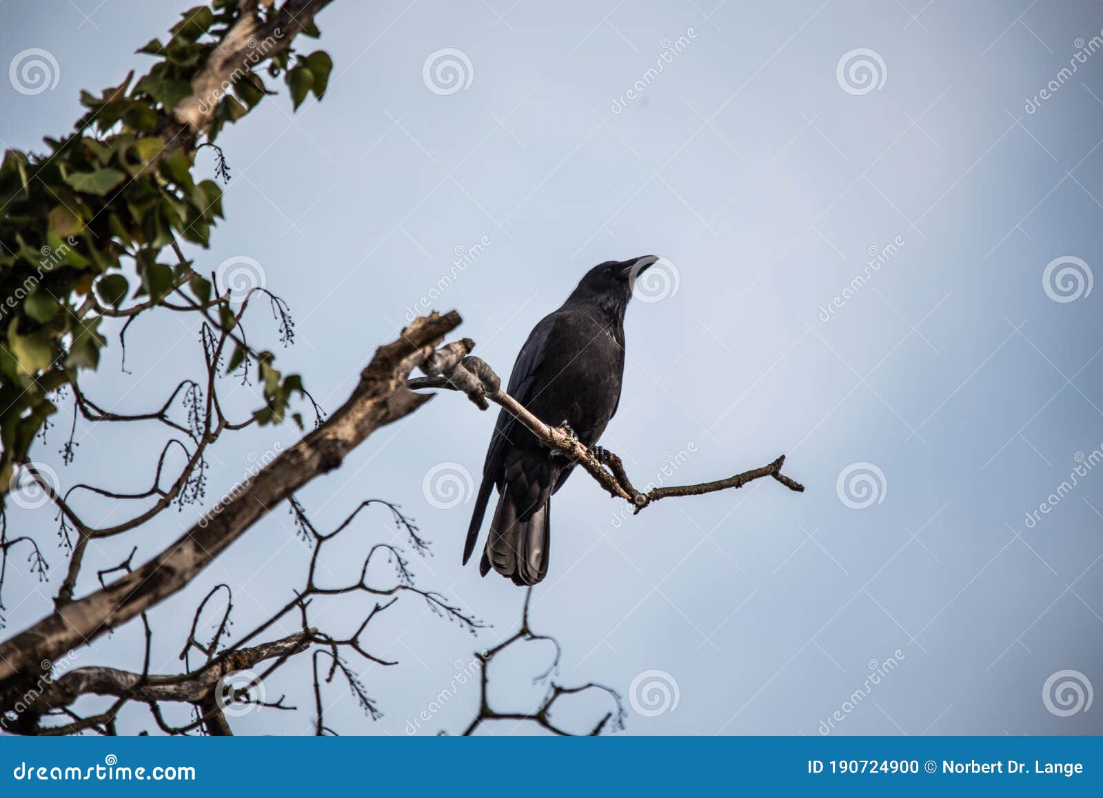 Raven Sits on a High Branch Stock Photo - Image of looks, feathers ...