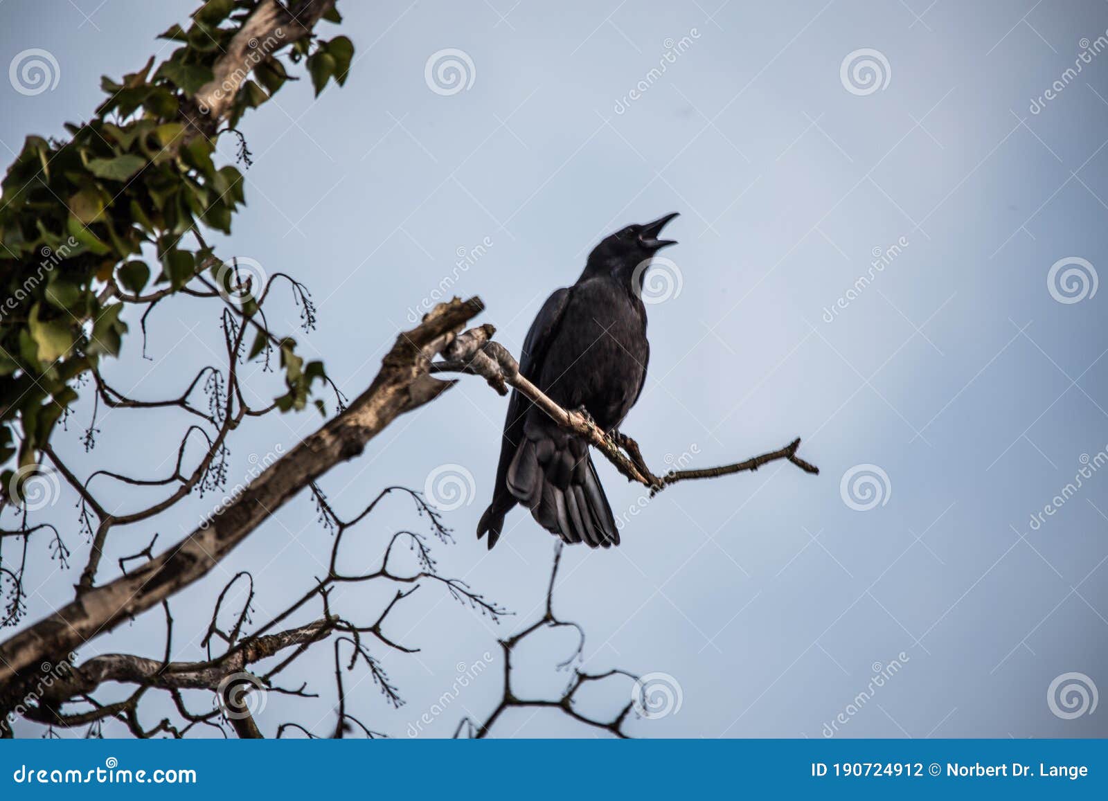 Raven Sits on a High Branch Stock Photo - Image of brown, kracurren ...