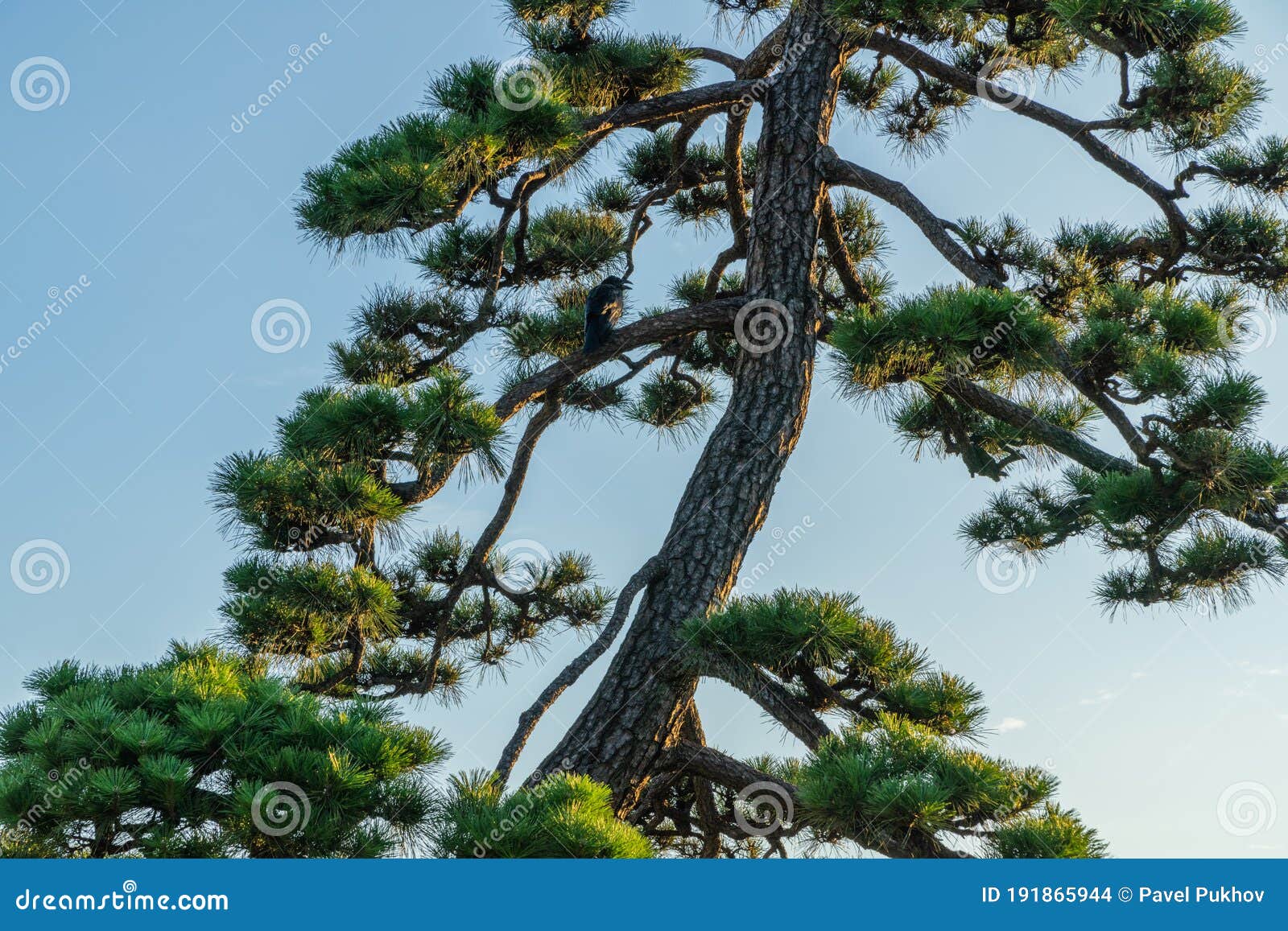 Raven Sits on a Pine Tree on a Clear Summer Day Stock Photo - Image of ...