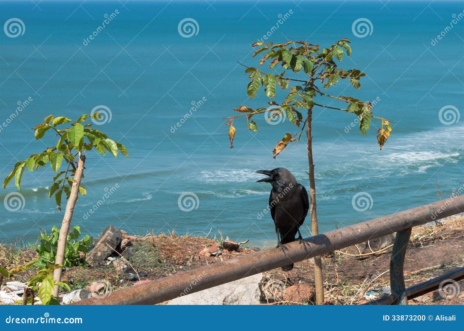 The raven sits on a pipe stock photo. Image of animal - 33873200