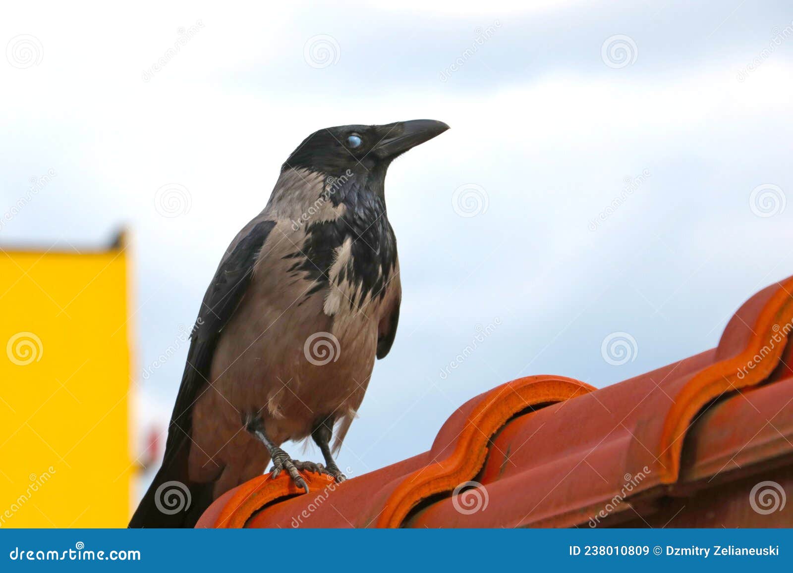 The Raven Sits on the Roof with Its Eyes Closed. Stock Image - Image of ...
