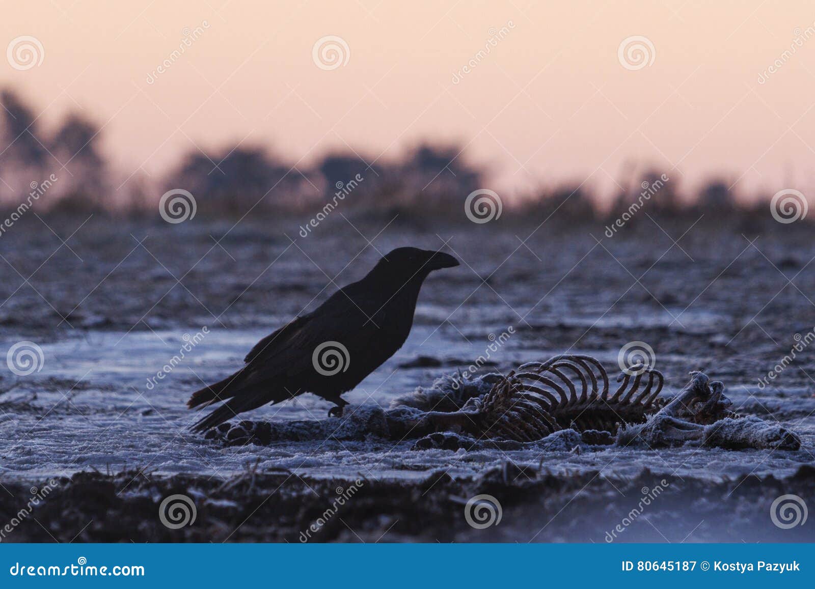 Bone Raven And A Skull Royalty-Free Stock Photo | CartoonDealer.com ...