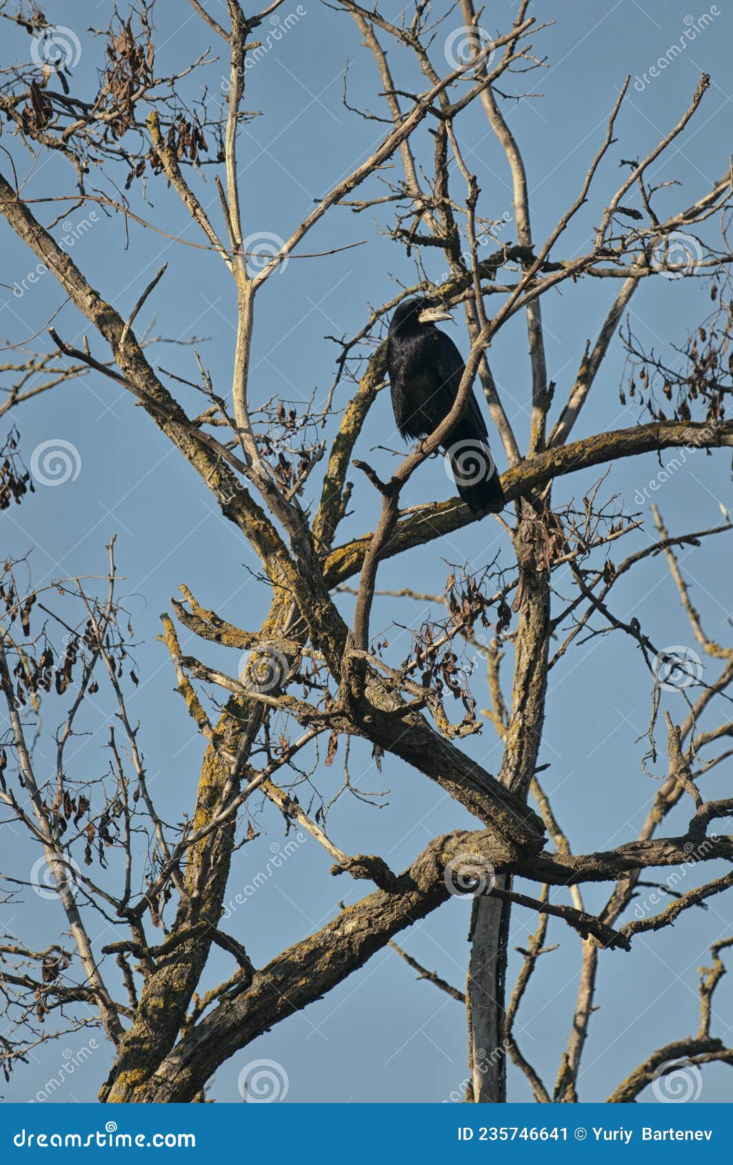 The Raven Sits on a Tree among the Branches. Stock Image - Image of ...