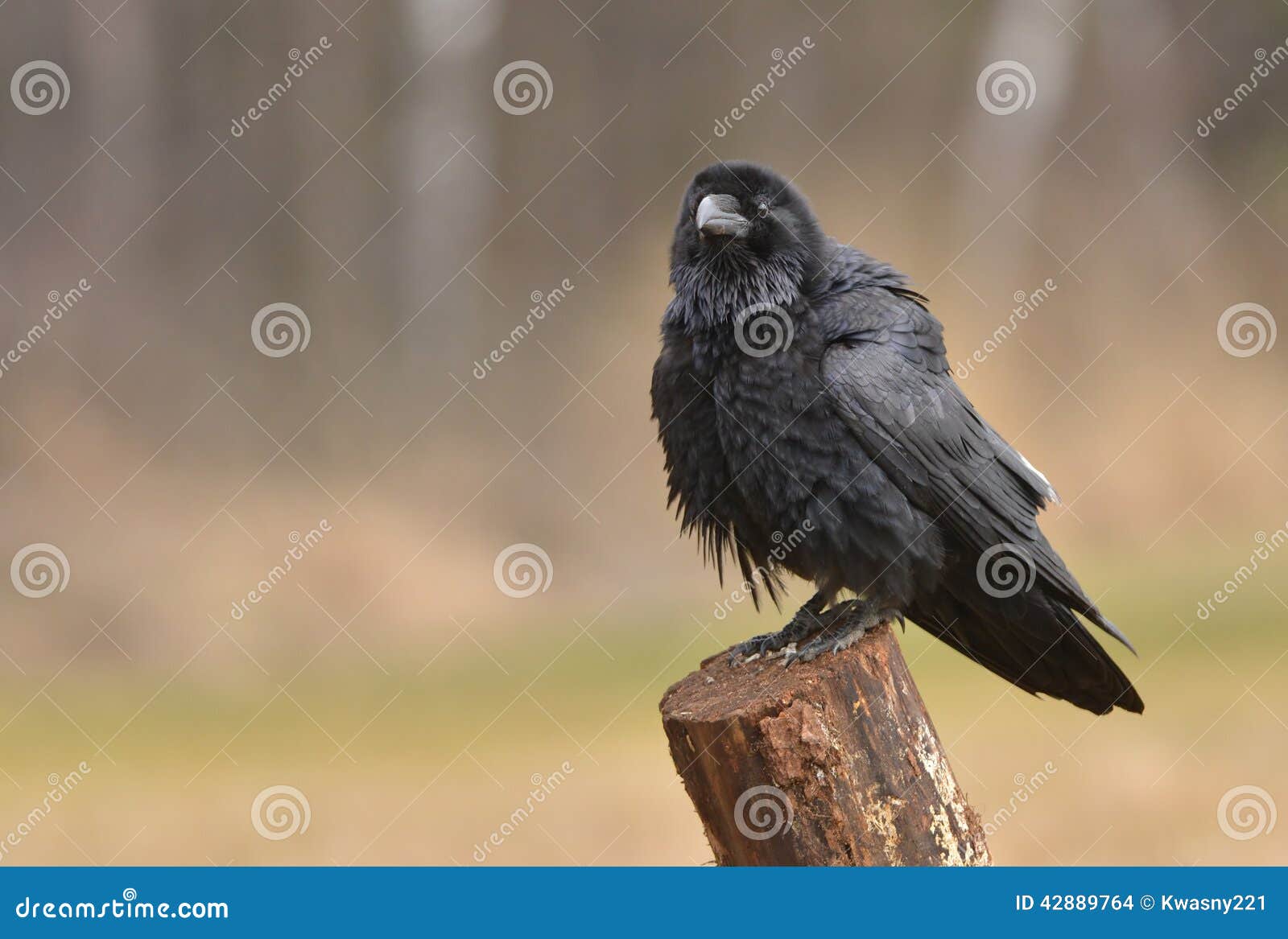 Raven stock photo. Image of portrait, black, outdoor - 42889764