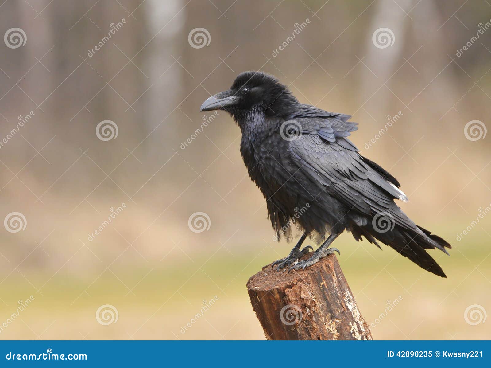Raven stock image. Image of bird, outdoor, cliff, legs - 42890235