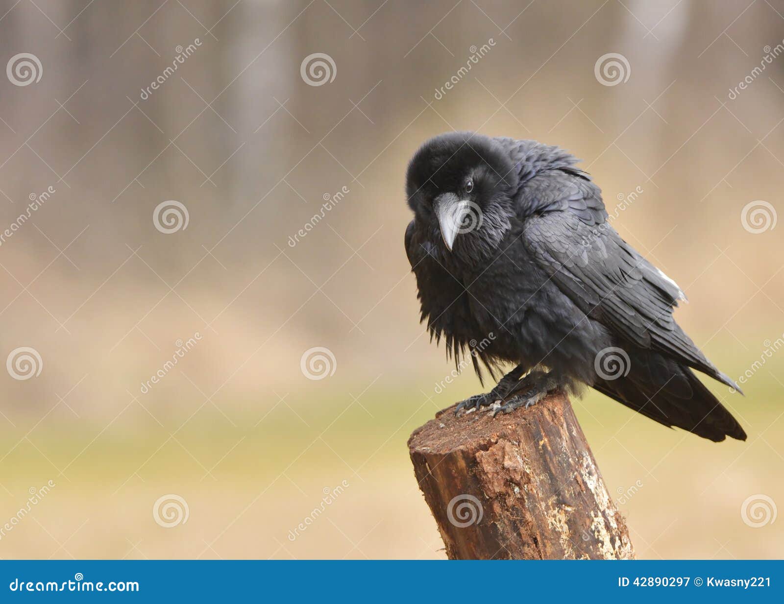 Raven stock image. Image of black, dark, wildlife, post - 42890297