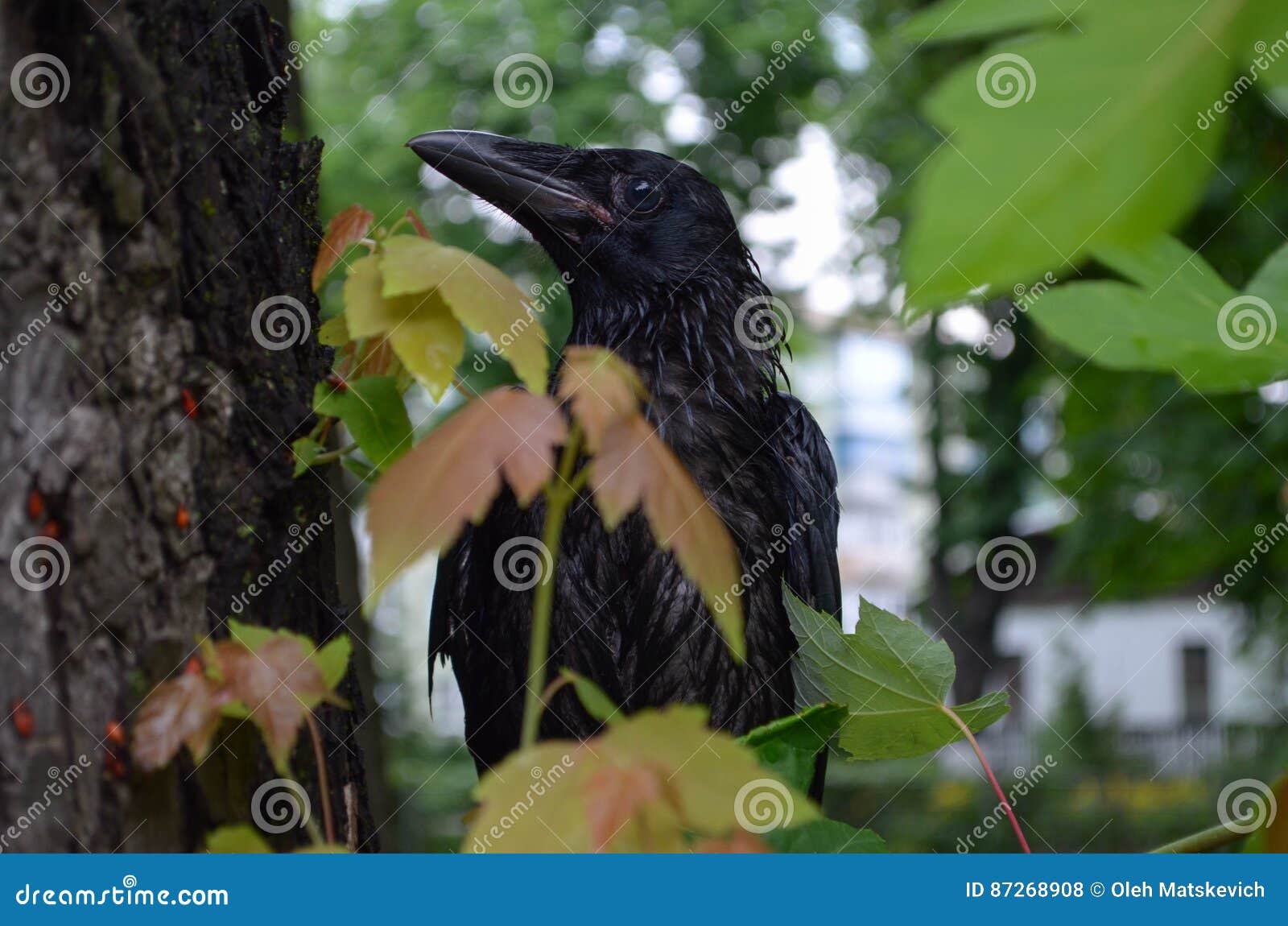 Raven sitting on a branch stock photo. Image of branch - 87268908