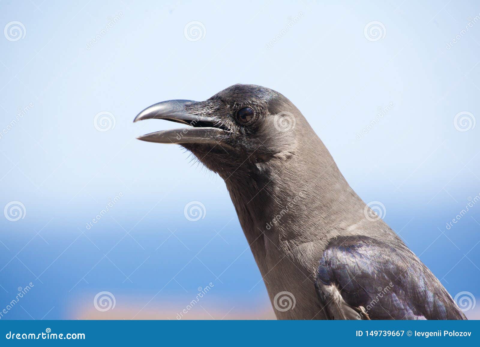 Closeup of Wild Black Raven Head Profile Stock Image - Image of chair ...