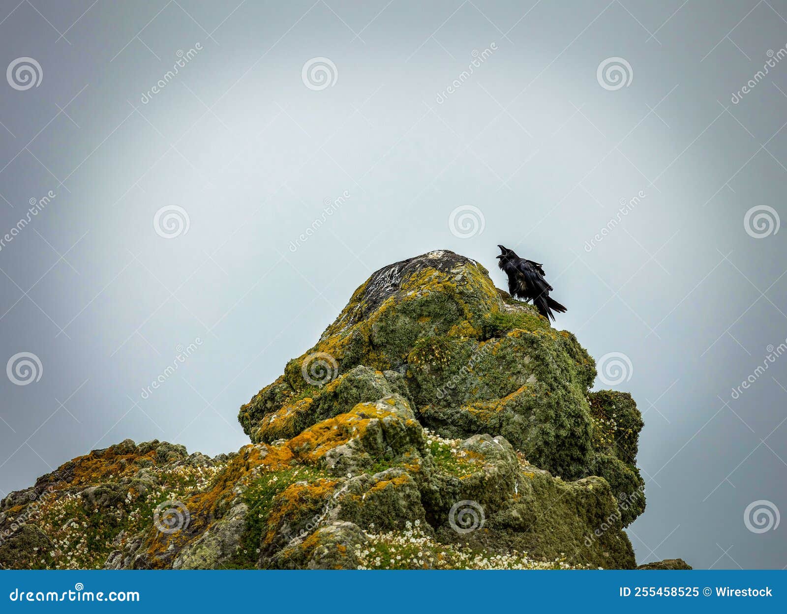 Raven Sitting on the Cliff and Calling on a Clouded Day Stock Image ...